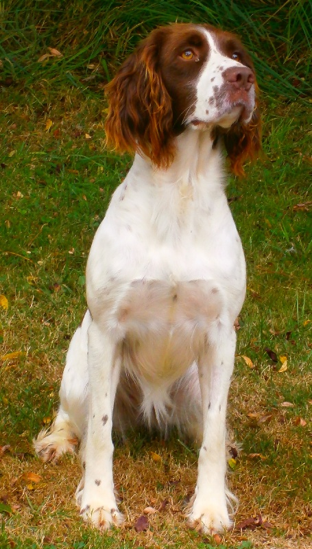 Accueil - Elevage des Etangs de Dame Blanche - eleveur de chiens ...
